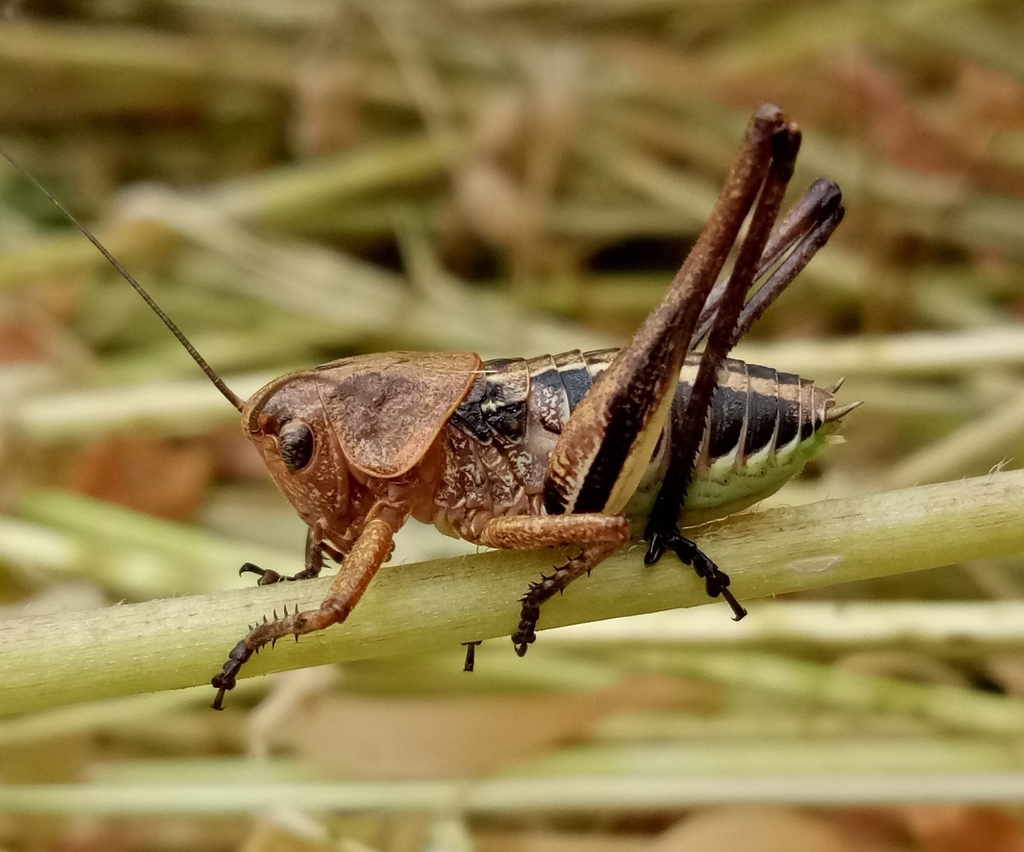 White-faced Bush-cricket from 8P9P+PJP, Djemila, Algérie on May 26 ...