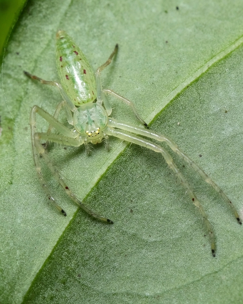 Elongate Green Crab Spider in December 2022 by Gaurav · iNaturalist