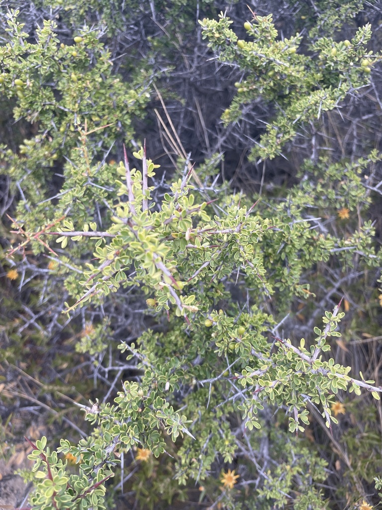 Condalia microphylla from Puerto Madryn, Chubut, AR on January 7, 2023 ...