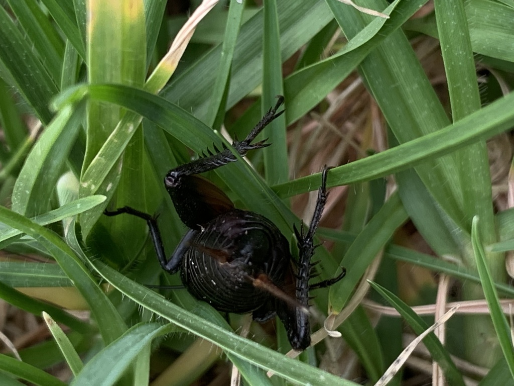 Teleogryllus from Royle St, Frankston, VIC, AU on January 30, 2023 at ...