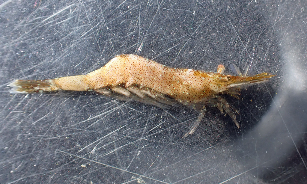 Hump-backed Shrimps from Island County, WA, USA on January 29, 2023 at ...