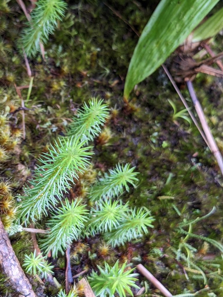 Phlegmariurus reflexus from Guzmán Arriba, Río Grande 00745, Puerto ...