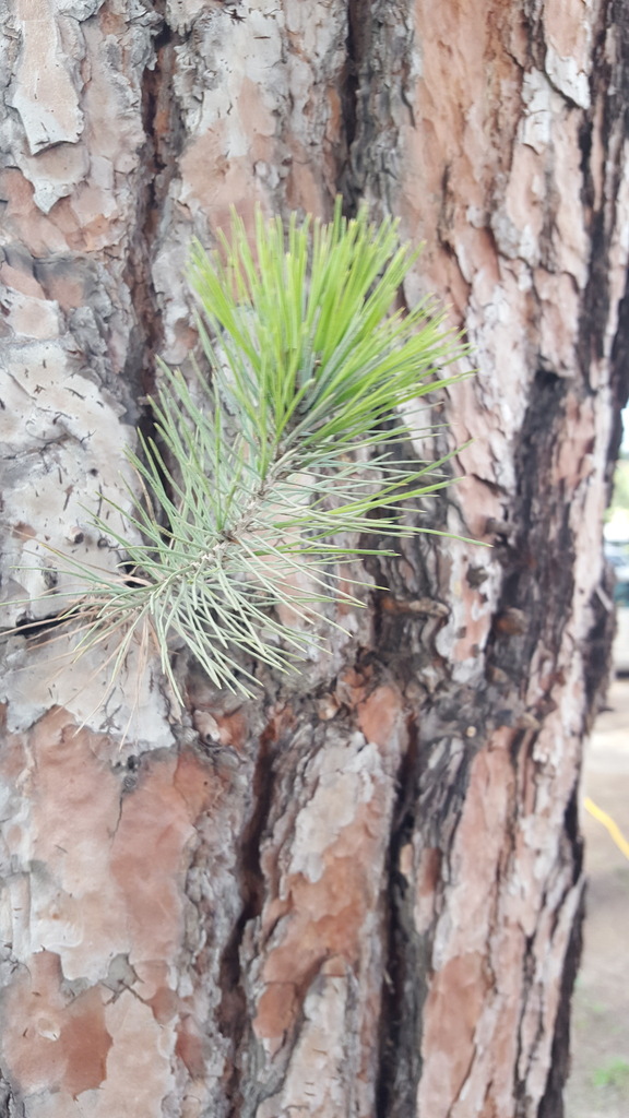 Canary Island pine from 4730 Crystal Springs Dr, Los Angeles, CA 90027 ...