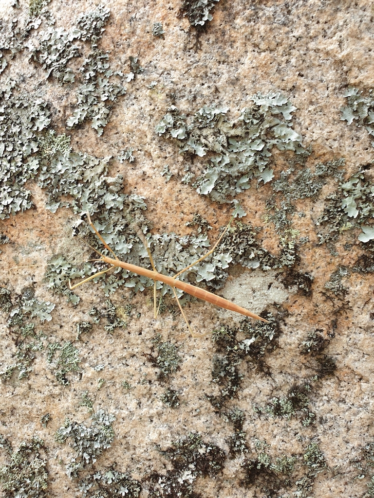 Sydney Stick Insect from Amiens QLD 4380, Australia on January 29, 2023 ...