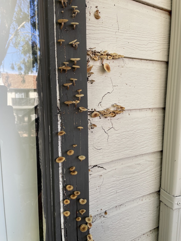 Gloeophyllaceae from E Foothills Dr, Sierra Vista, AZ, US on January 20 ...