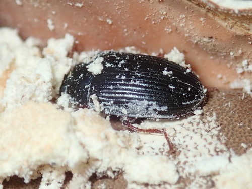 Yamatotakeru loripes · iNaturalist