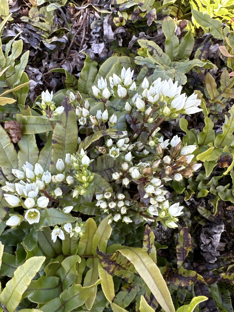 Gentianella chathamica chathamica in January 2023 by hfjf nfnfjf ...