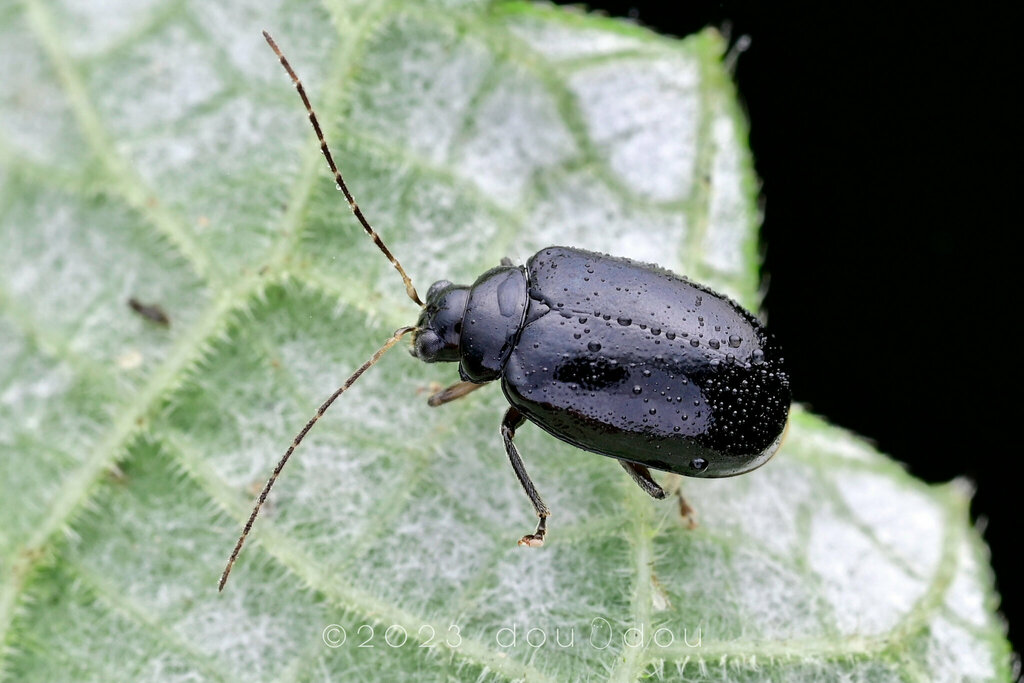 Skeletonizing Leaf and Flea Beetles from 中国海南省琼中黎族苗族自治县百花岭 on January ...