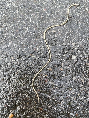 Observations by microecos · iNaturalist