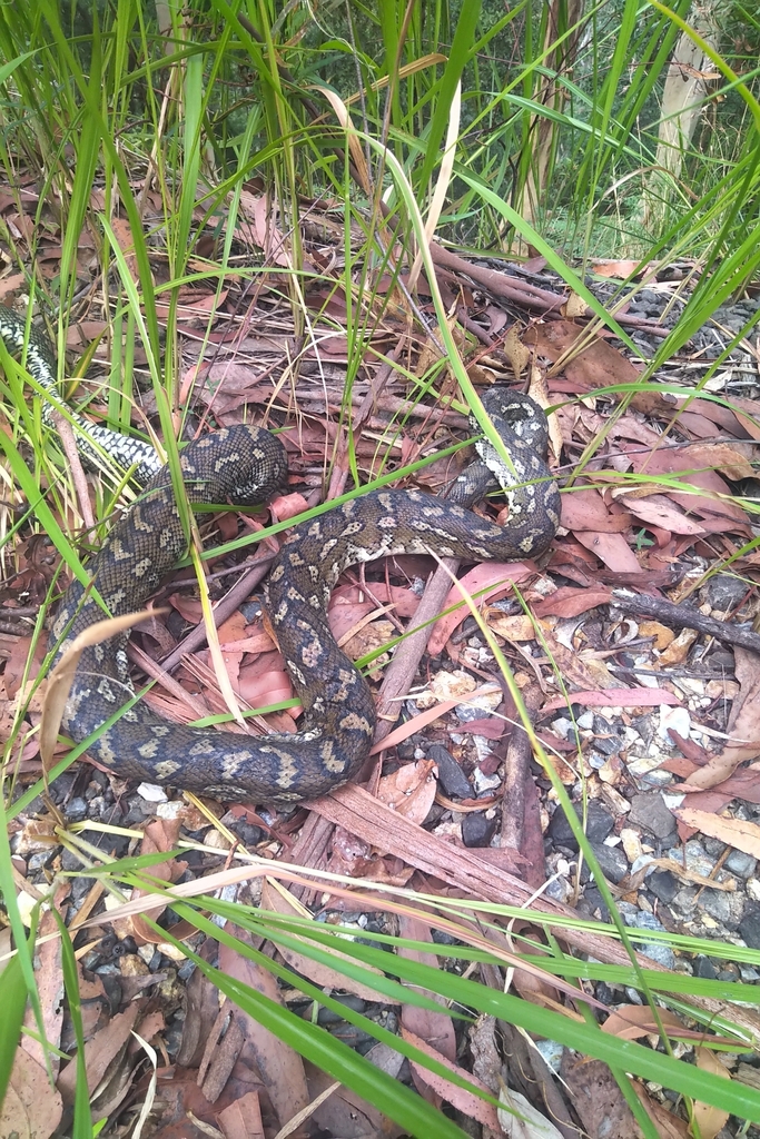 Coastal Carpet Python from Whian Whian NSW 2480, Australia on January ...