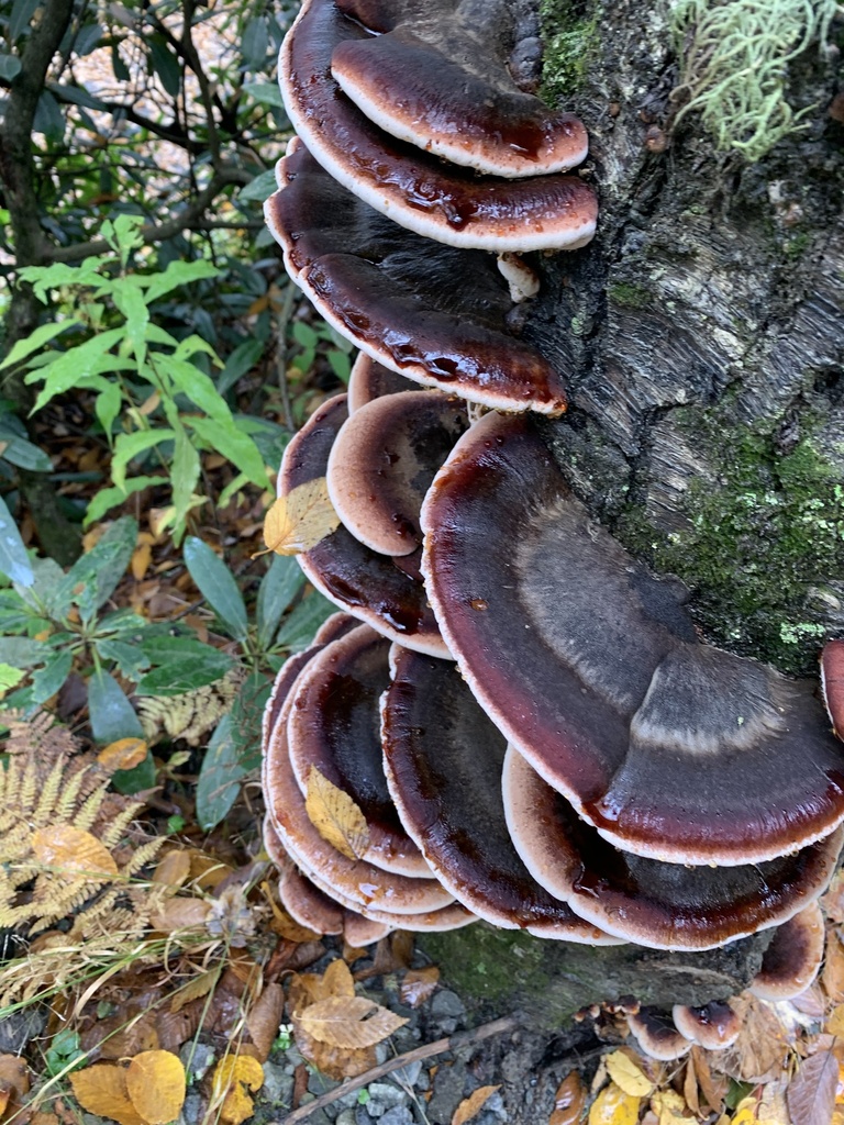 Resinous Polypore from Moses Cone Memorial Park, Blowing Rock, NC, US ...
