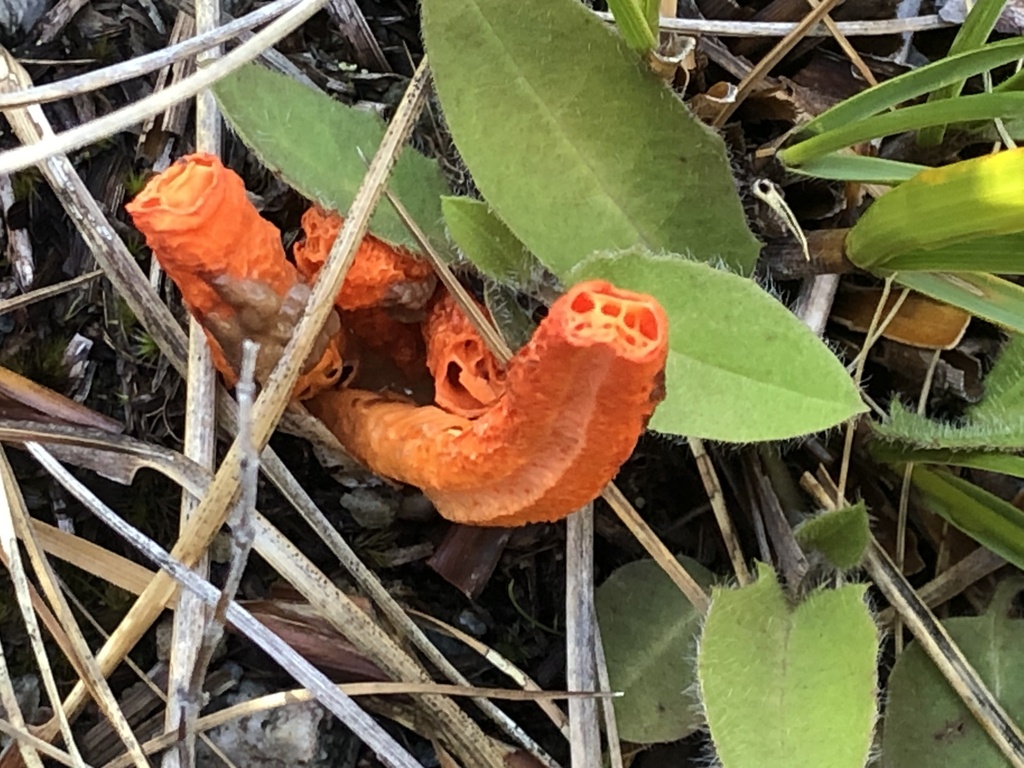stinkhorns and allies from Mount Aspiring National Park, Mount Aspiring ...