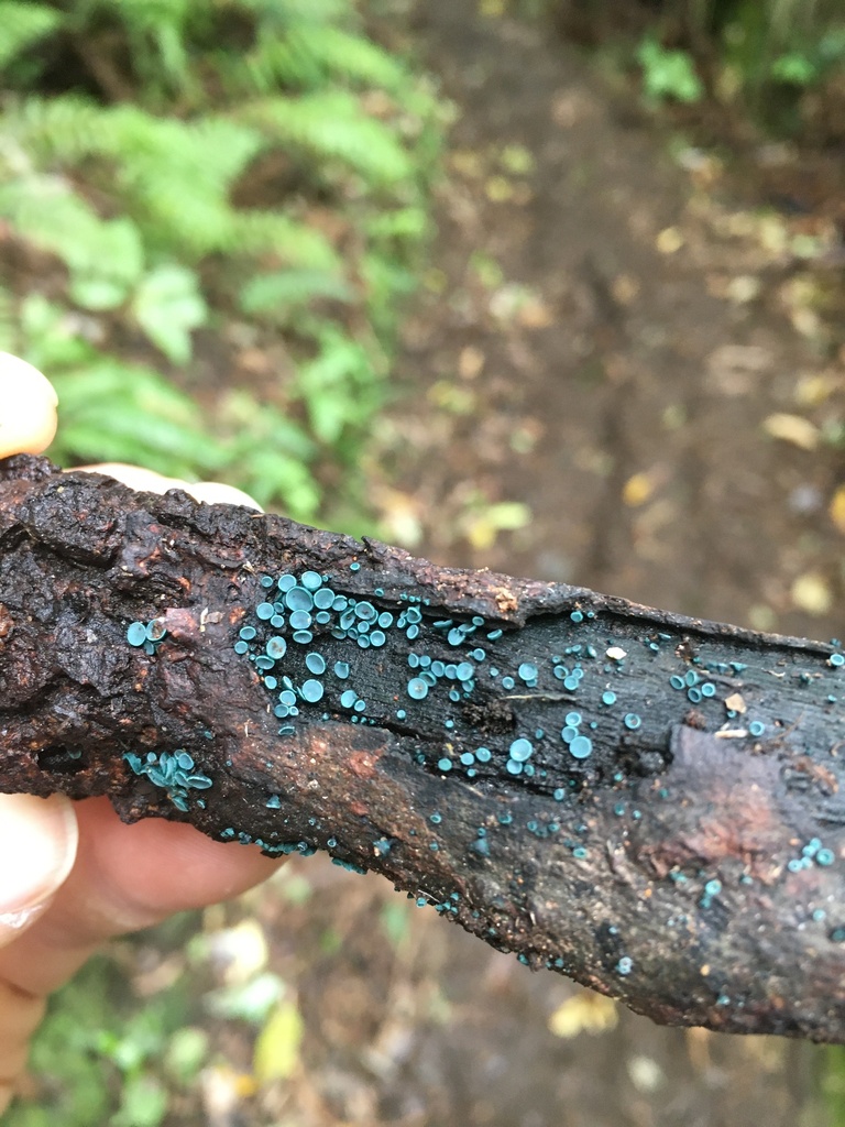 Chlorociboria from Zealandia, Karori, Wellington, NZ on June 24, 2022 ...