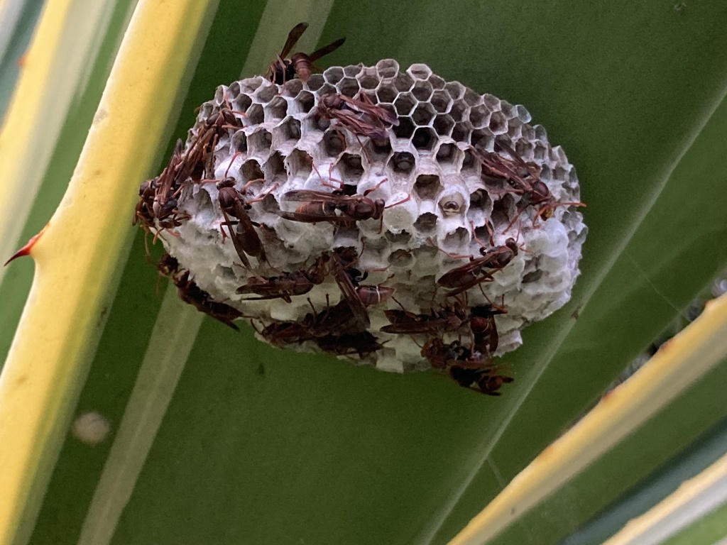 Australian Paper Wasp from Charles Kay Drive, Terrigal, NSW, AU on ...