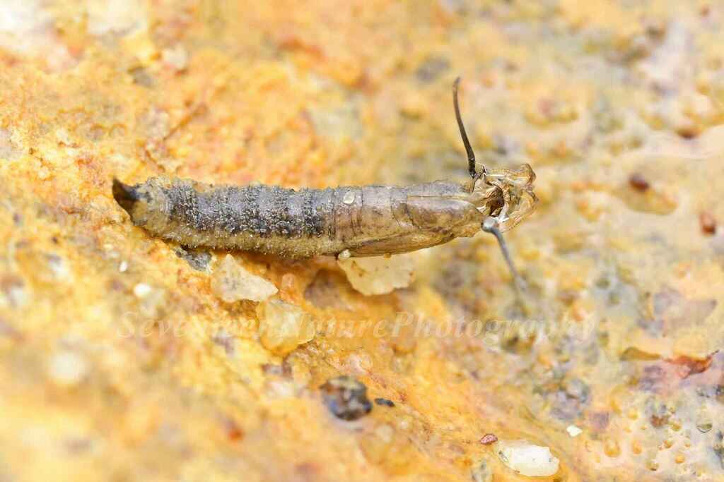 Insects from 中国海南省五指山市 on January 17, 2023 at 12:14 PM by 石柒 · iNaturalist