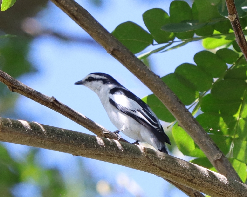 Pied Triller from 1472, San Leonardo, Nueva Ecija, Philippinen on January 30, 2023 at 07:54 AM ...