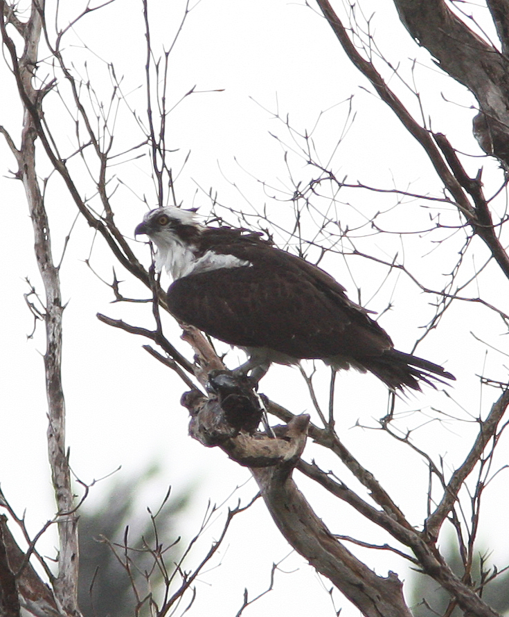 Osprey from Cabeza De Toro, Punta Cana 23000, Dominican Republic on ...
