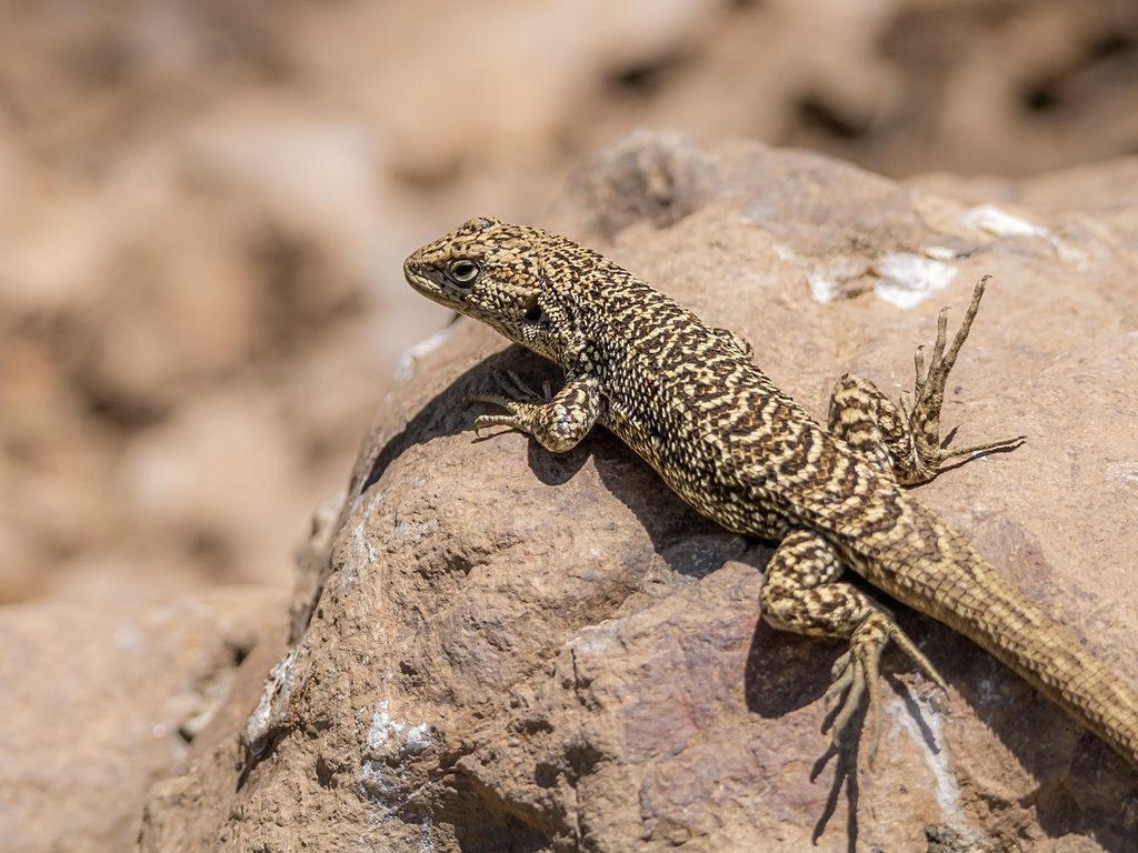 El Plomo Smooth-throated Lizard from Farellones on January 22, 2023 at ...