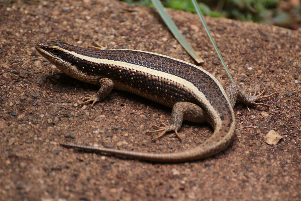 African Striped Skink from Karatu, Tansania on January 15, 2023 at 01: ...