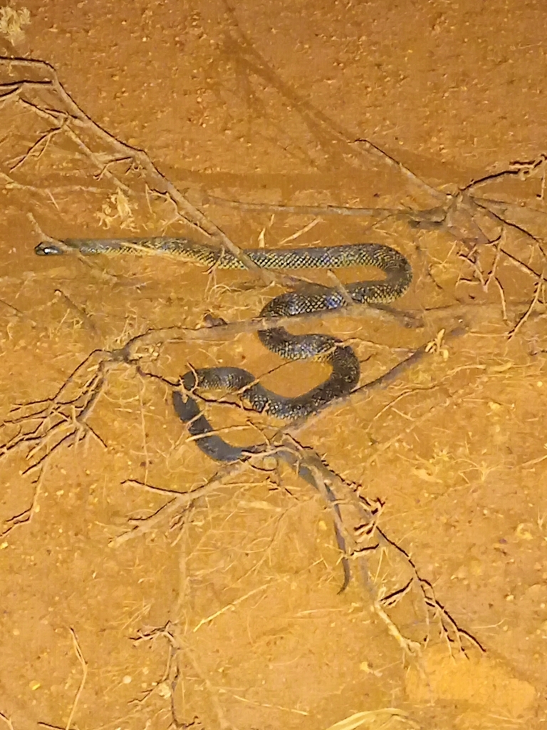 Butler's Snake from Wiluna on January 24, 2023 at 10:29 PM by Luke ...
