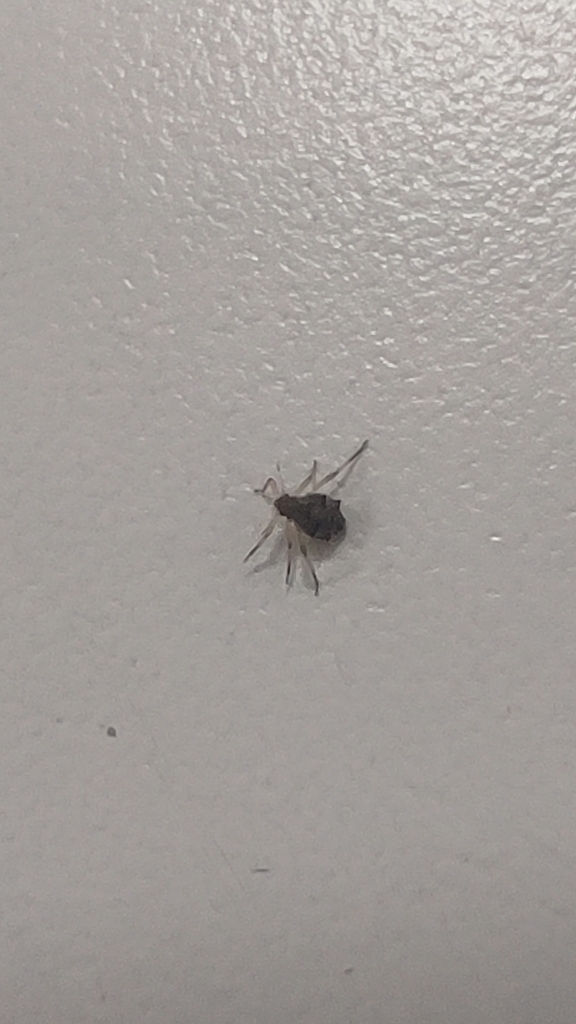 Hyaline Grass Bug from Bellas Artes, Santiago, Región Metropolitana ...