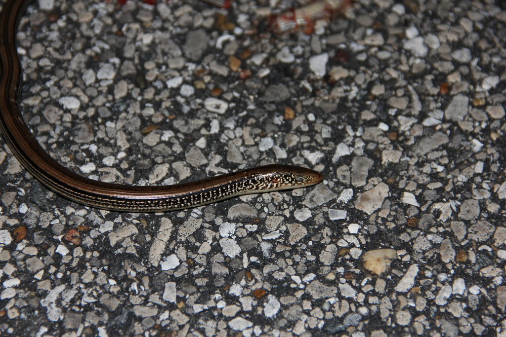 Mimic Glass Lizard in April 2014 by captainjack0000 · iNaturalist