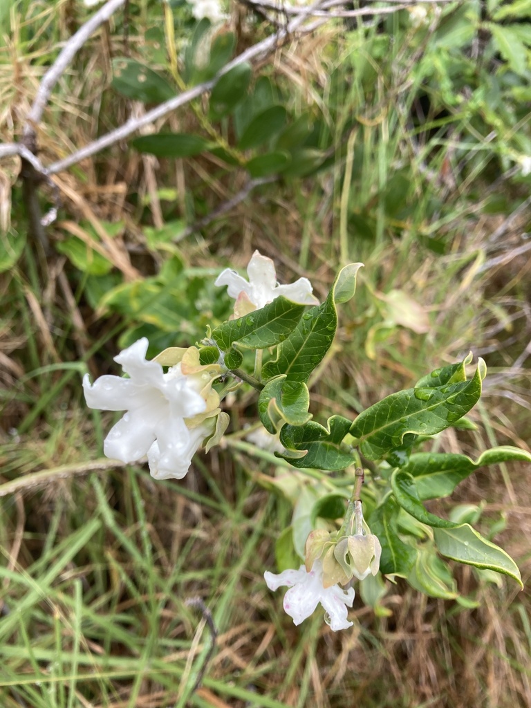 Moth Vine from Eurobodalla National Park, Corunna, NSW, AU on January ...