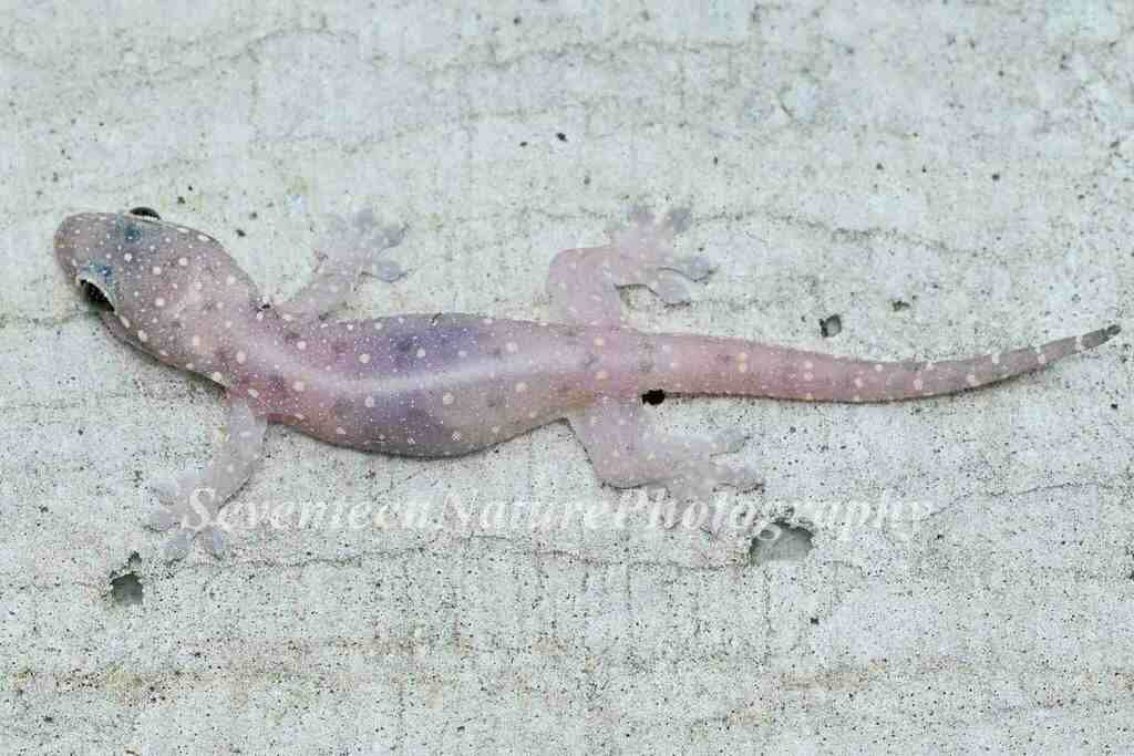 Common Four-clawed Gecko from 中国海南省五指山市 on January 17, 2023 at 09:09 PM ...