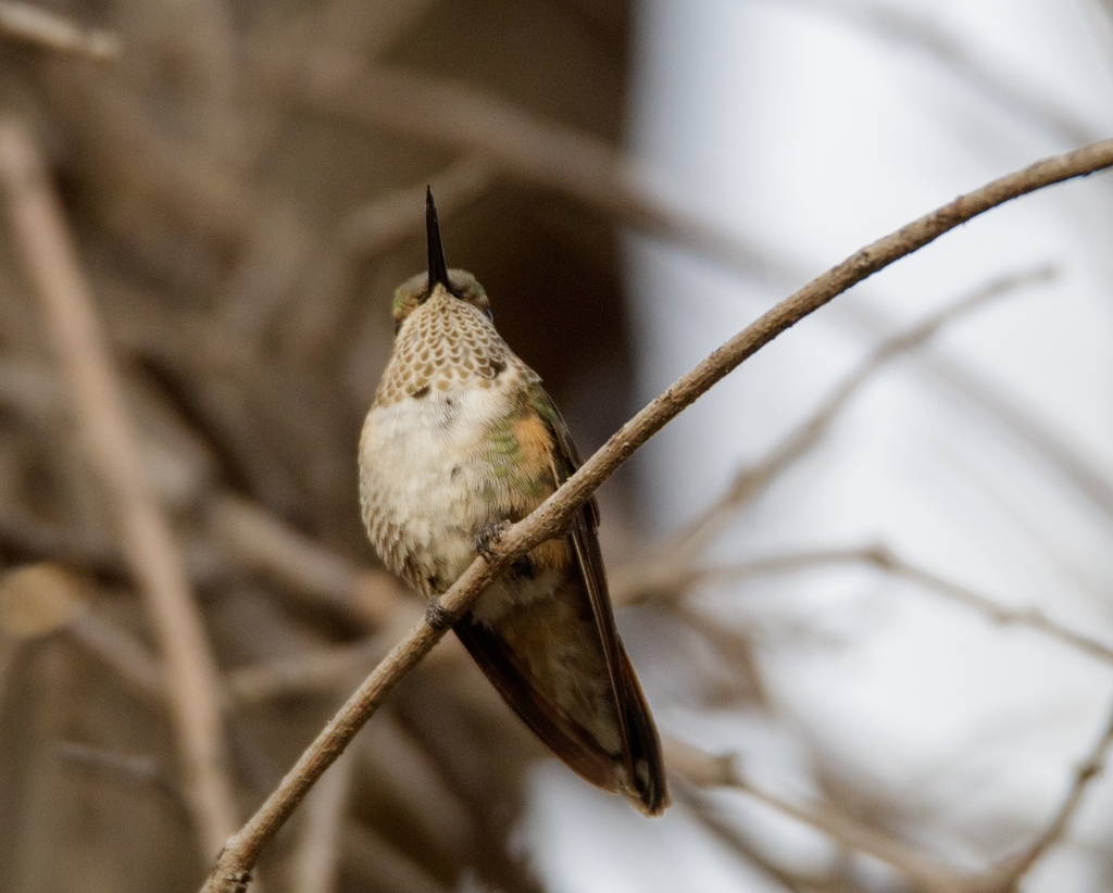 Broad-tailed Hummingbird from Parque Solidaridad. Adrian Puga on ...