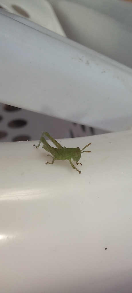 Garden Locust from Plumstead, Cape Town, 7801, South Africa on January ...