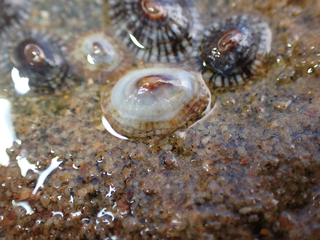 Siphonaria from Nkundwini, South Africa on January 8, 2023 at 12:47 PM ...