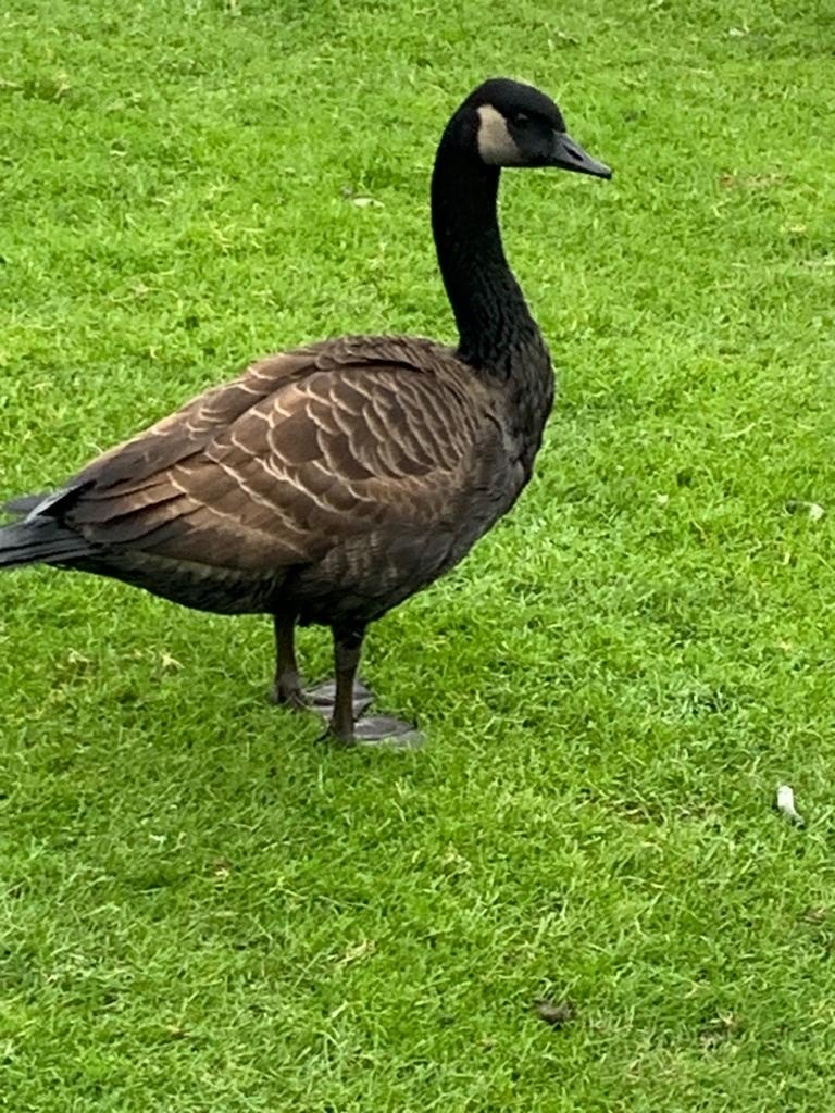 Canada Goose by glyco77 · iNaturalist