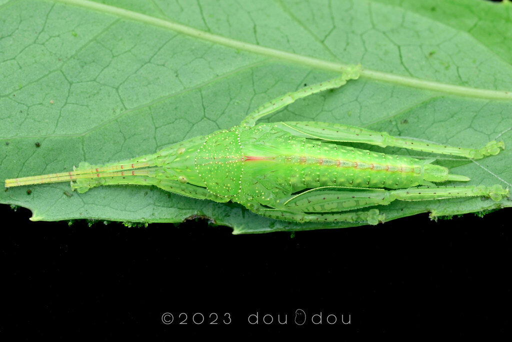 Phyllomimus from 中国海南省琼中黎族苗族自治县百花岭 on January 16, 2023 at 07:05 PM by ...