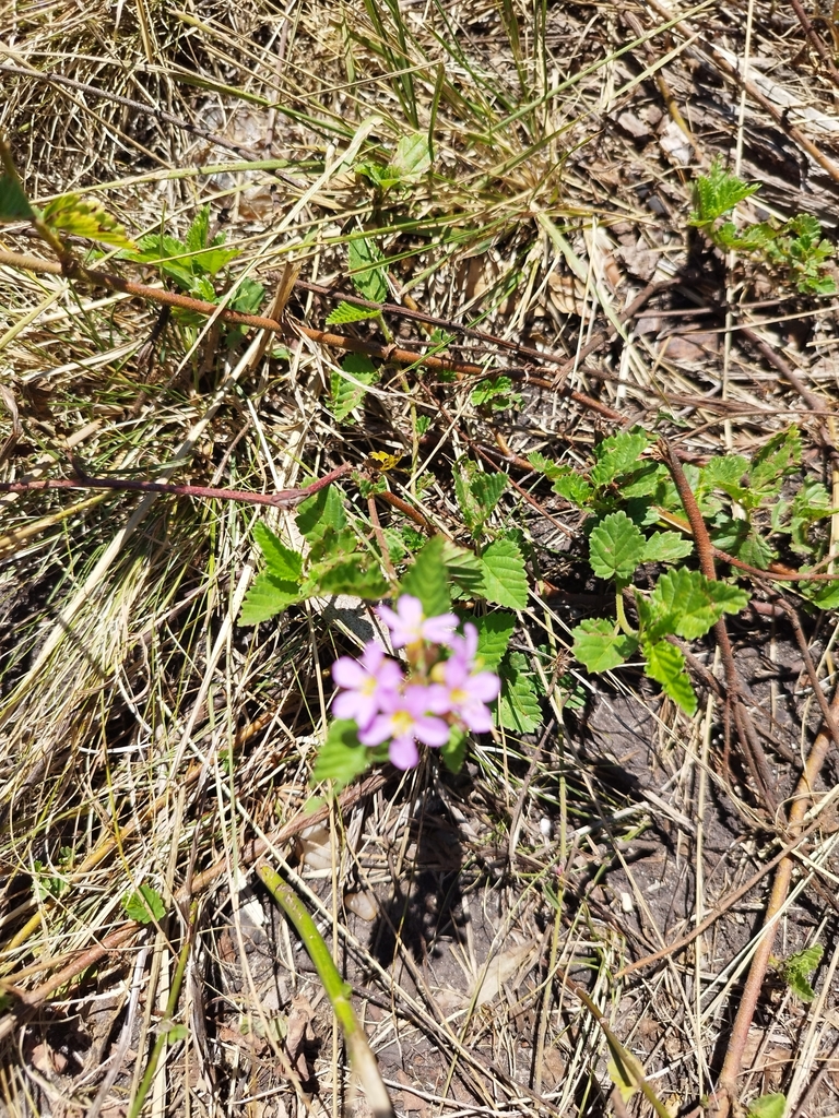 Pyramid Flower from 50100 Departamento de Salto, Uruguay on January 31 ...
