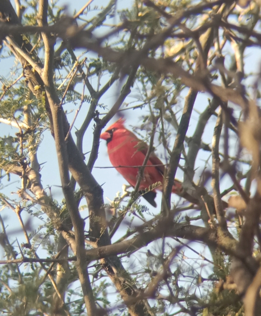 Northern Cardinal from 37696 Gto., México on January 31, 2023 at 08:57 ...