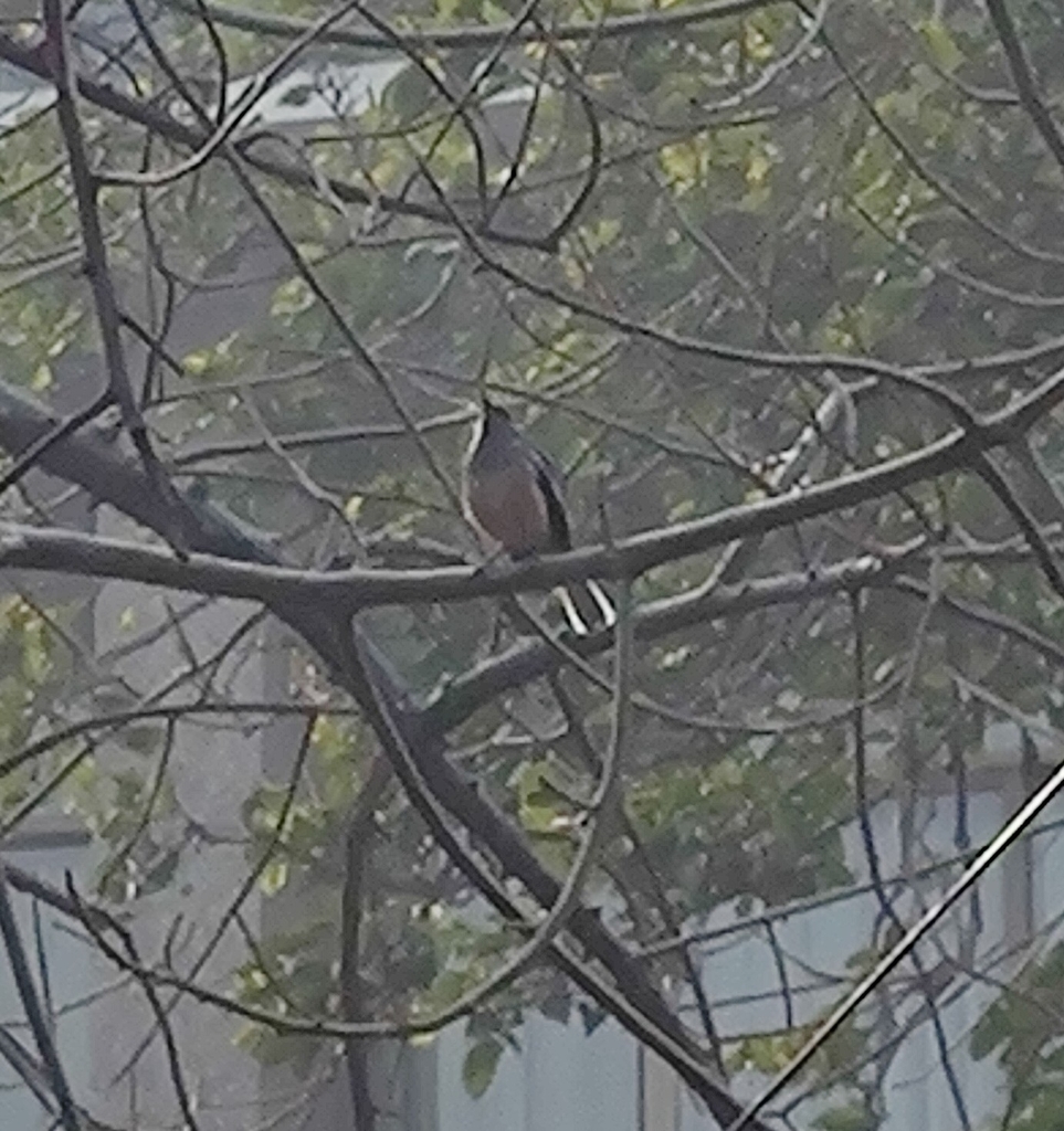 Birds from GMVN Chilla,Rajaji National Park,Haridwar on January 06 ...