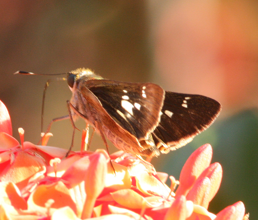 Violet-banded Skipper from Cabeza De Toro, Punta Cana 23000, Dominican ...