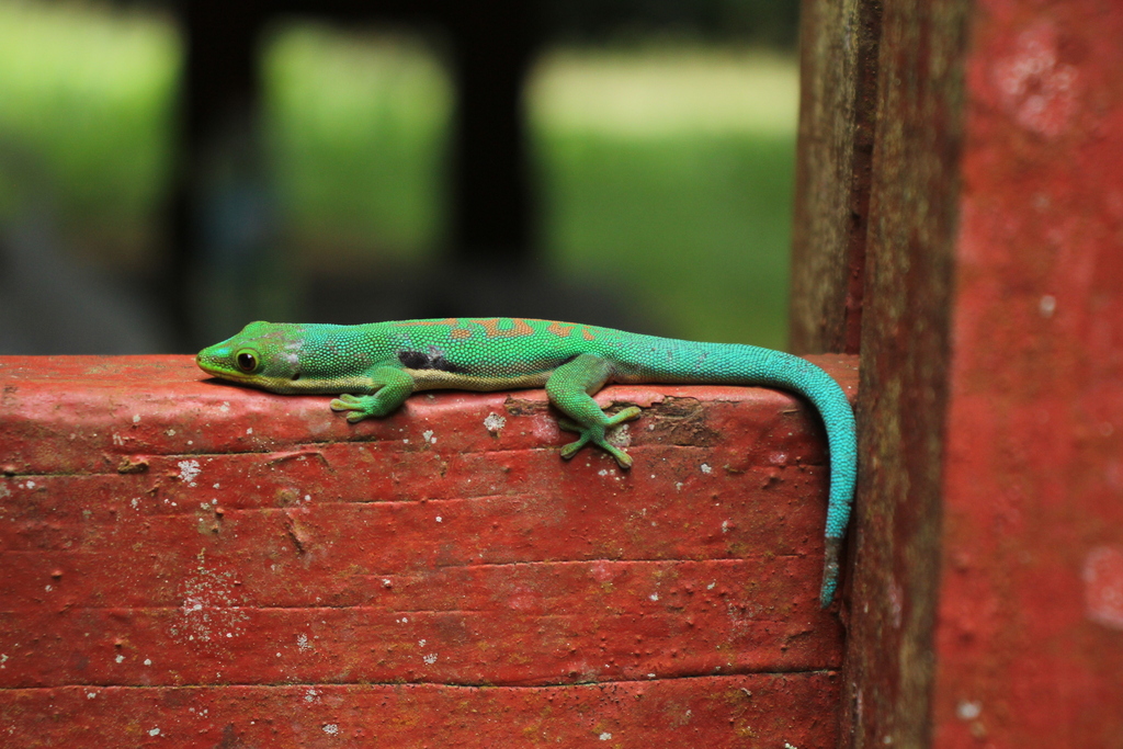 Striped Day Gecko in January 2023 by Berfin Karaman · iNaturalist