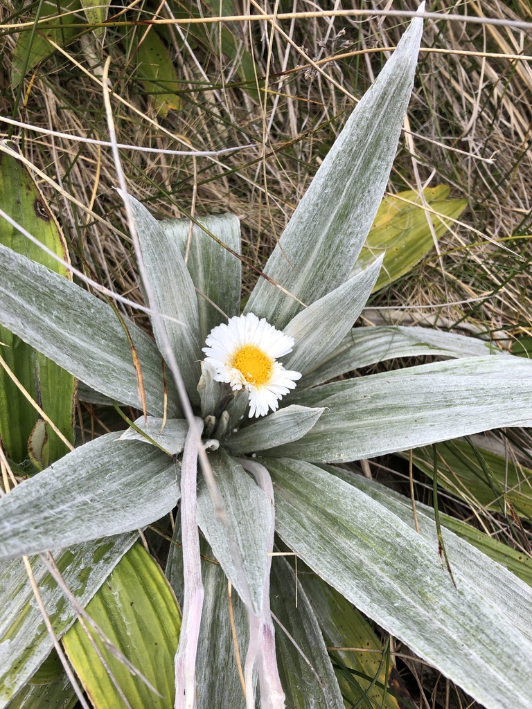 mountain daisies from Fiordland National Park, Fiordland National Park ...