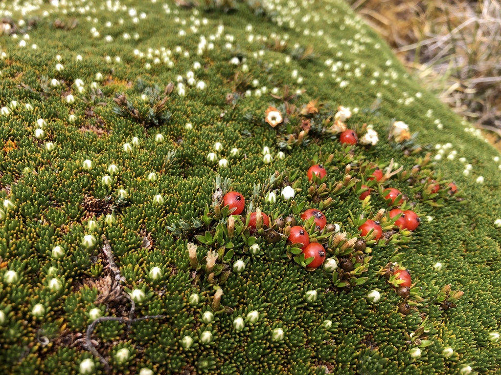 Creeping Coprosma from Fiordland National Park, Fiordland National Park ...