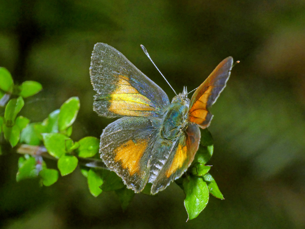 Bright Copper from Darlington, Tasmania, Australia on January 28, 2023 ...