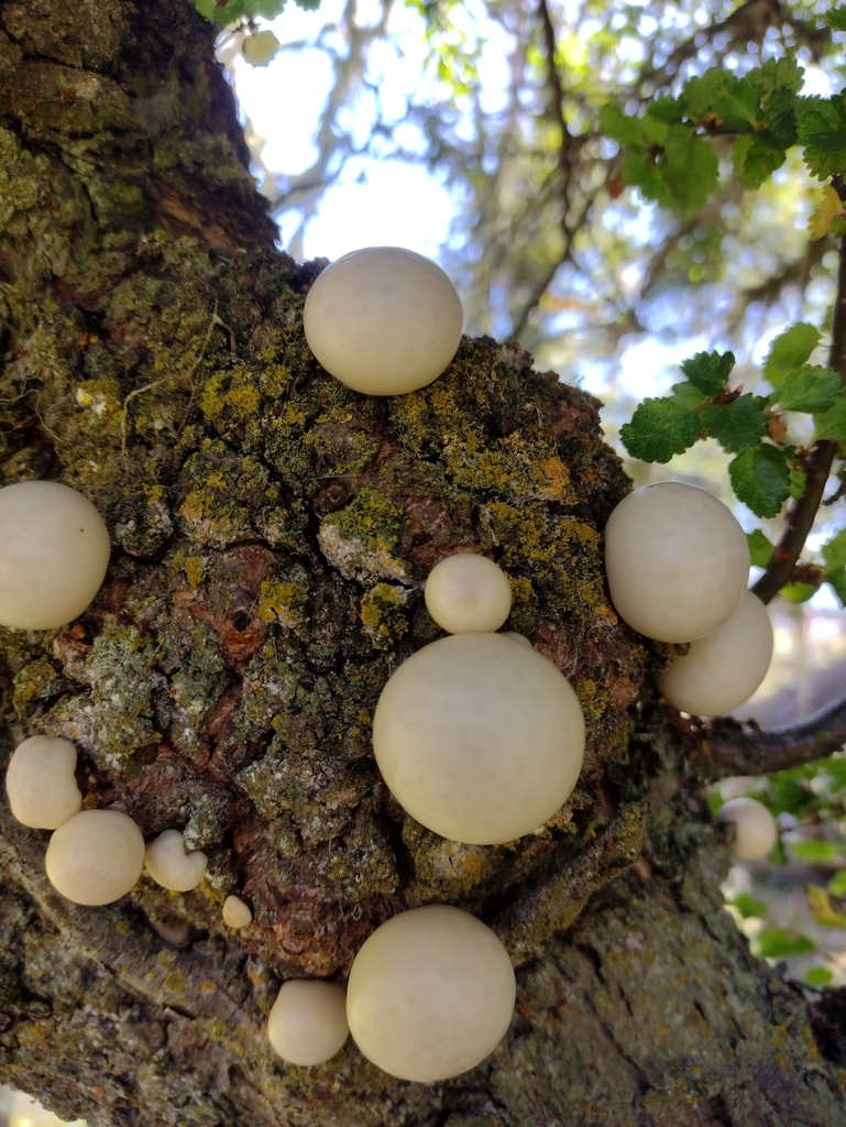 Darwin's fungus from Parque Etnobotánico Omora on January 28, 2023 at ...