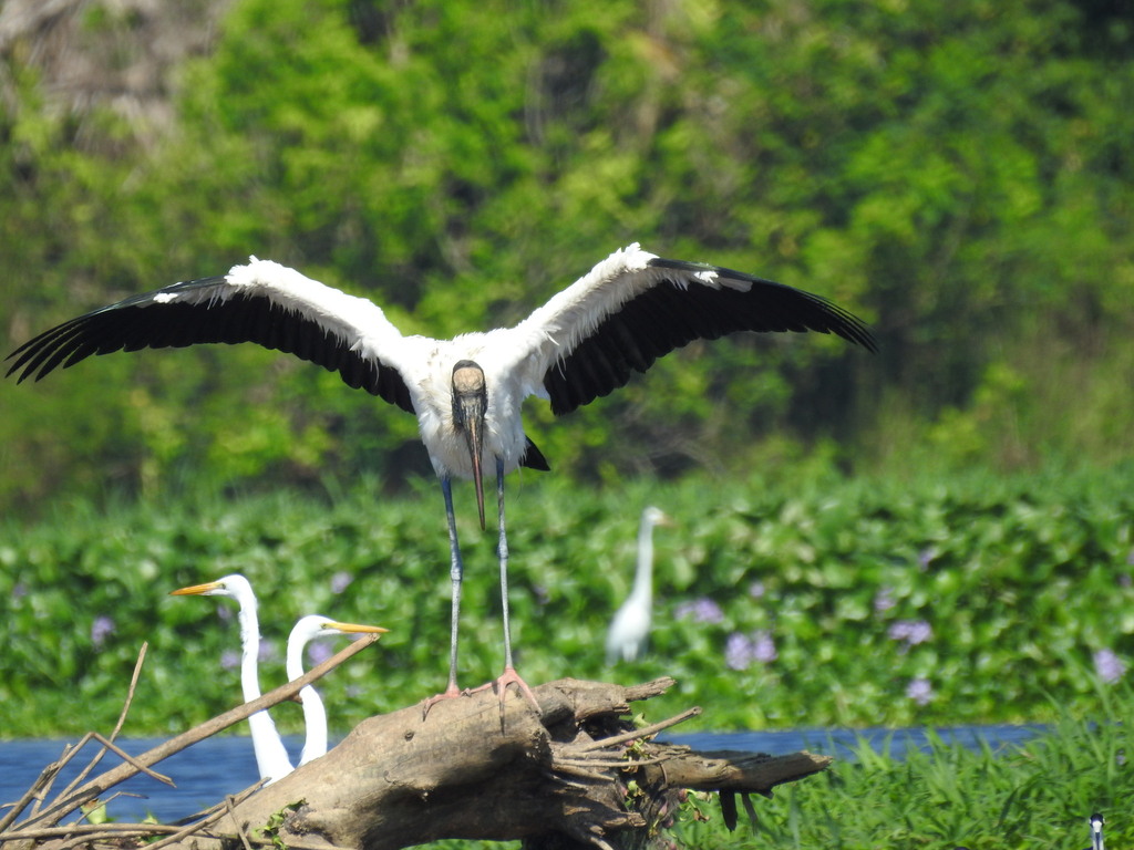 Wood Stork from Hacienda de Cabañas, Benito Juárez, Gro., México on ...