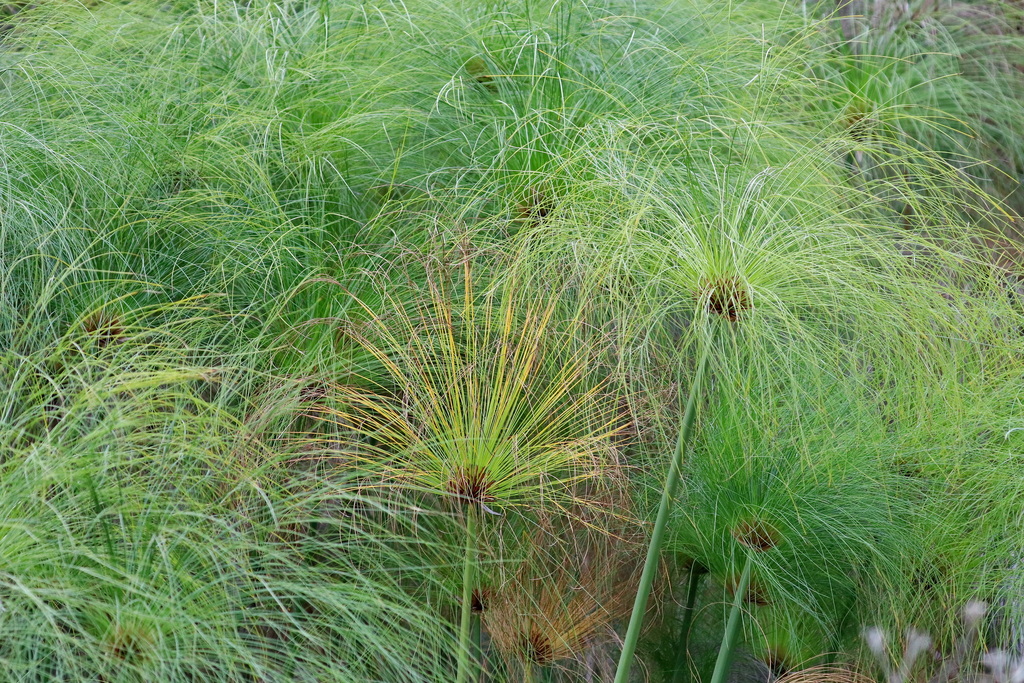 Papyrus sedge from Brisbane QLD, Australia on February 1, 2023 at 09:37 ...