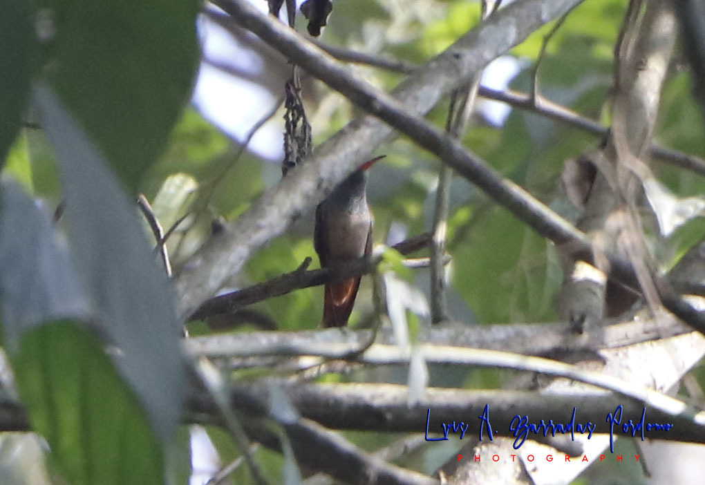 Colibrí Vientre Canelo desde Reserva Territorial, Col Santa Bárbara ...