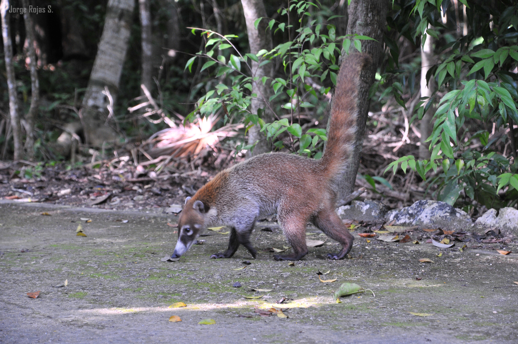 White-nosed Coati from Sin Nombre, Cancún, Q.R., México on December 25 ...