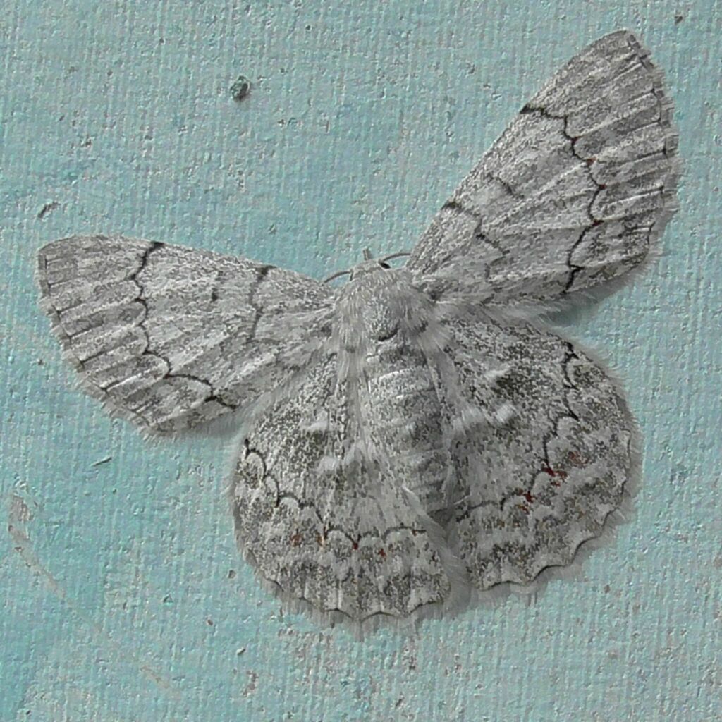 White Looper Moth from Watsonville QLD 4887, Australia on February 01 ...