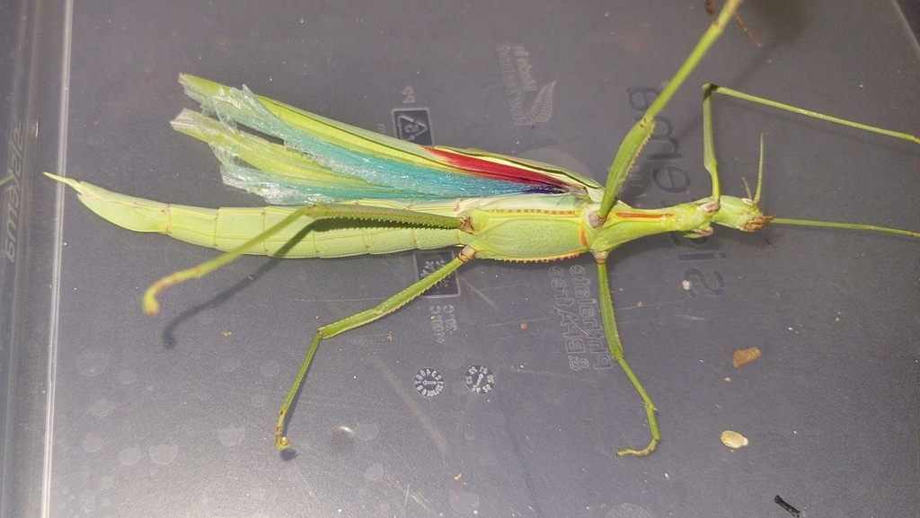Sjöstedt's Graceful Stick Insect from Weipa, AU-QL, AU on February 1 ...