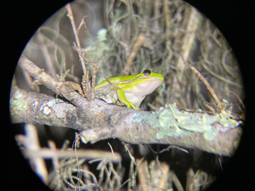 Green Treefrog from Valdosta, GA, US on January 31, 2023 at 08:03 PM by ...