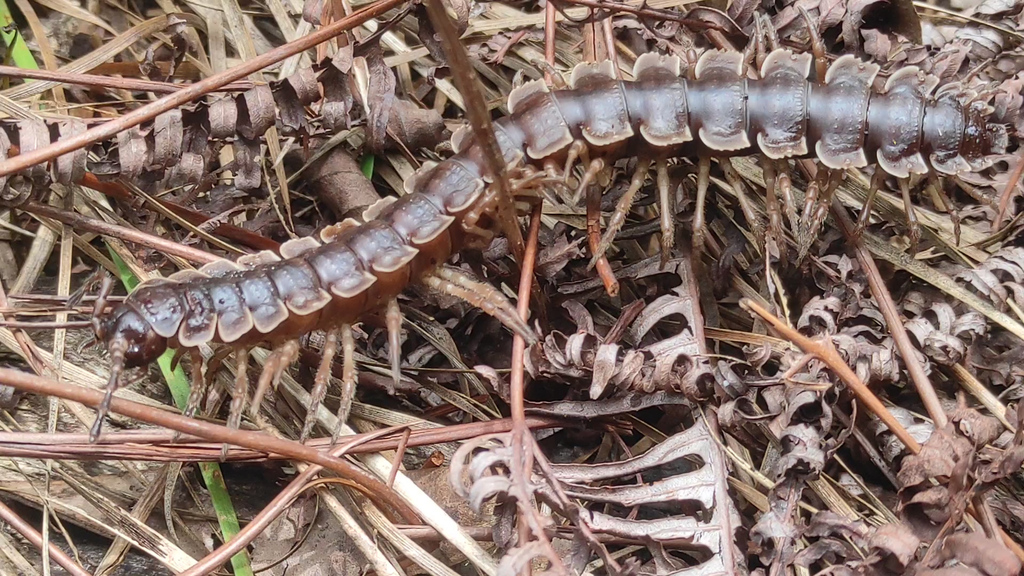 Flat-backed Millipedes from Palangka Raya City, Central Kalimantan ...